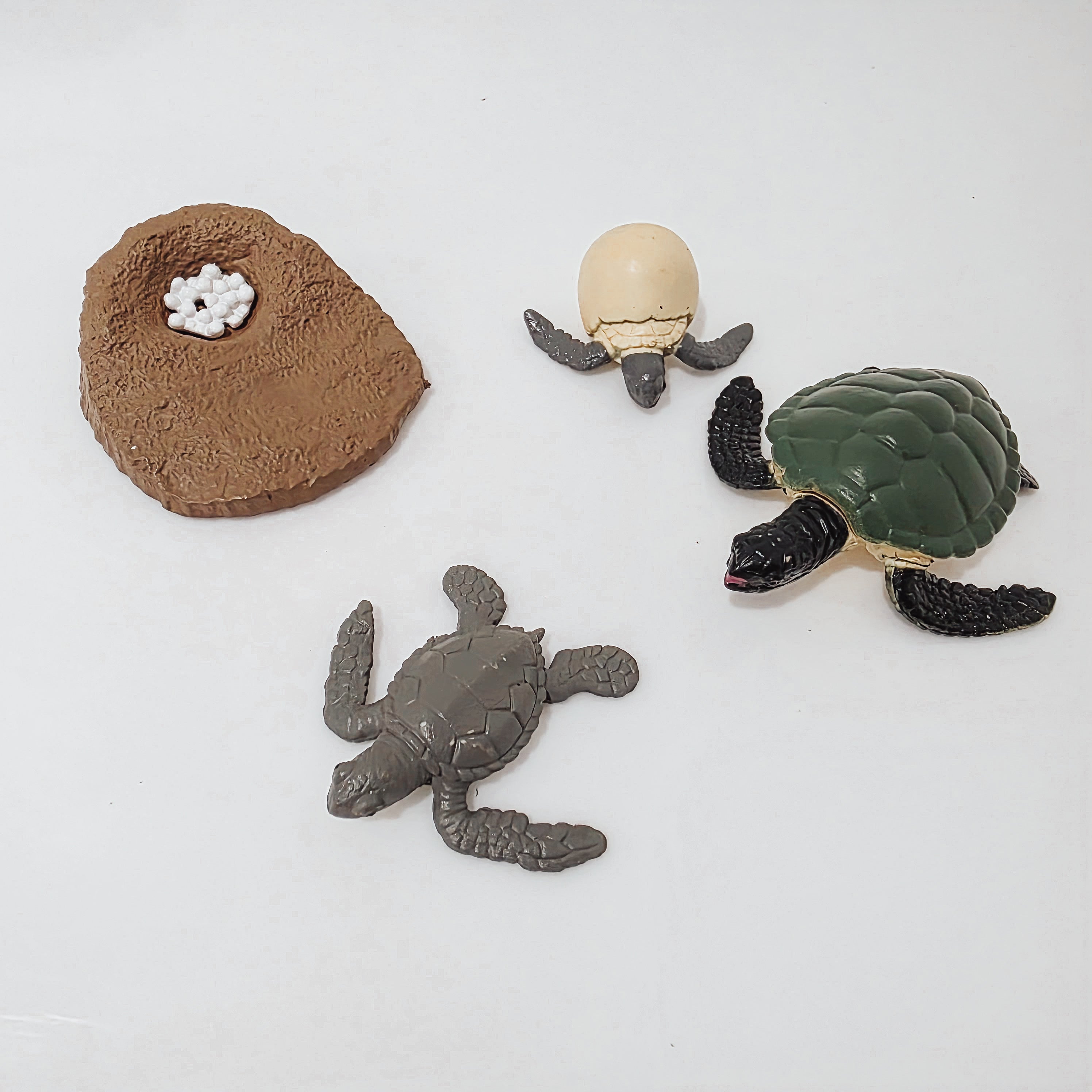 Turtle Life Cycle – Messy Magic by Jess